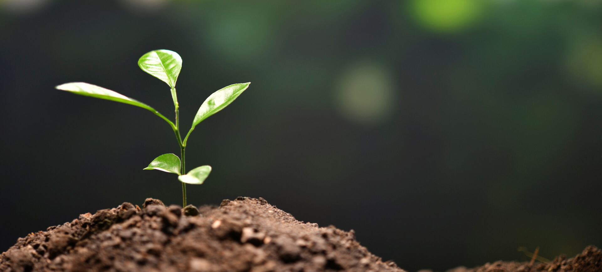 Bienvenidos a Frutisa Chile